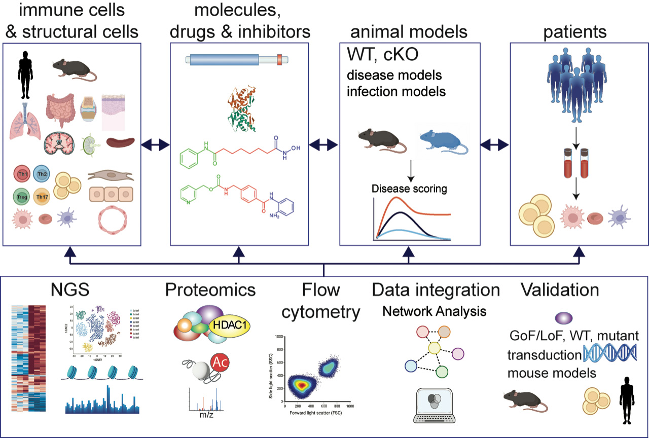 Research – Ellmeier Lab
